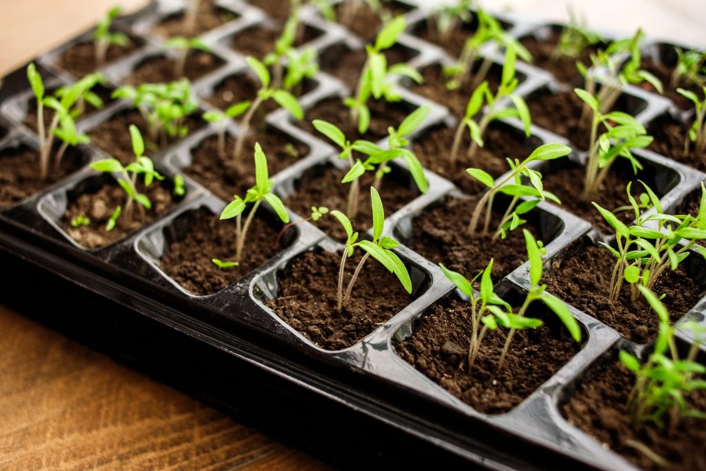 Beginner Guide to Start Seedlings – Homestead Store